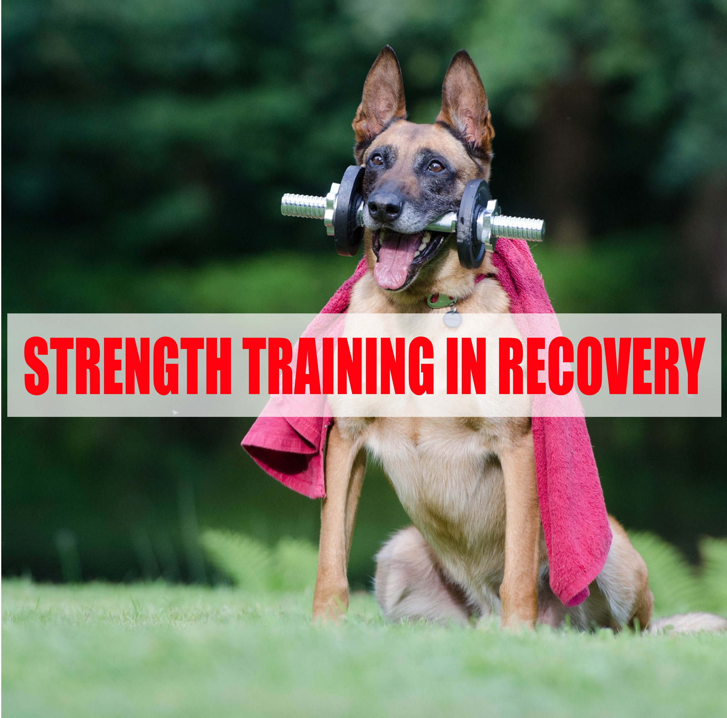 Strength Training in Recovery | Dr Fitness USA Academy